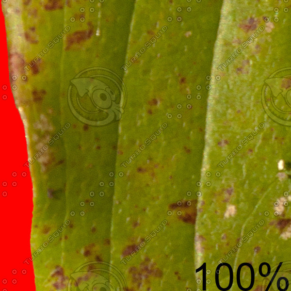 Texture JPEG leaf garden landscape