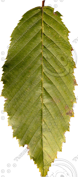 Texture JPEG leaf garden landscape