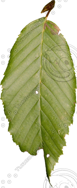 Texture JPEG leaf garden landscape