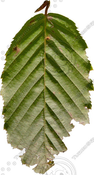 Texture JPEG leaf garden landscape