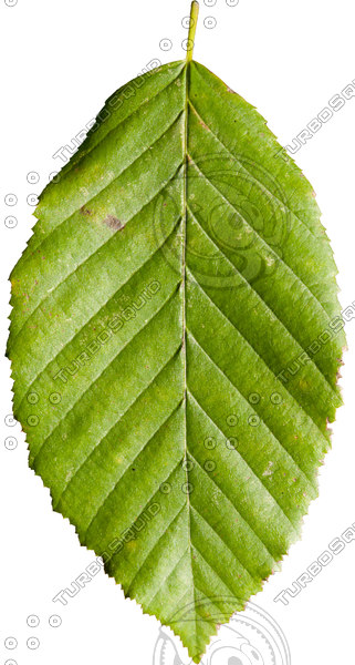 Texture JPEG leaf garden landscape