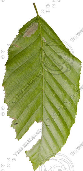 Texture JPEG leaf garden landscape