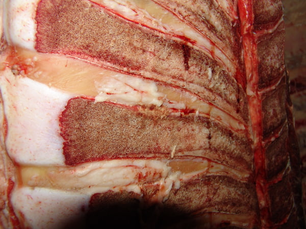 Texture JPEG meat flesh skin