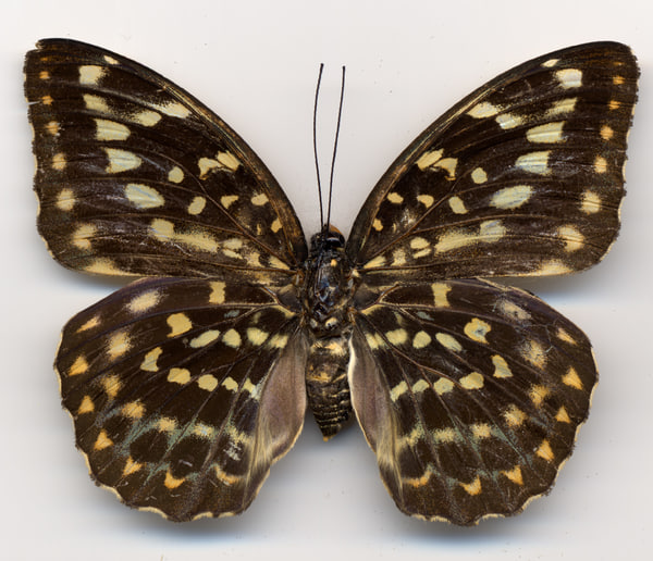 Texture JPEG butterfly insect wing