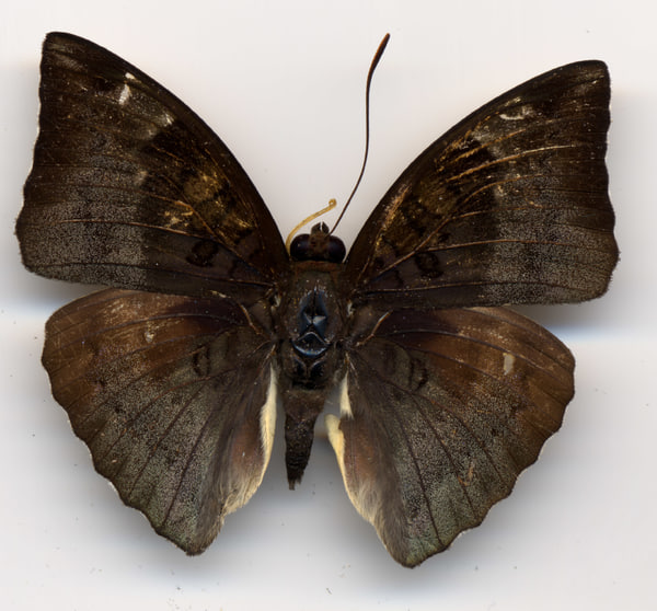 Texture JPEG butterfly insect wing