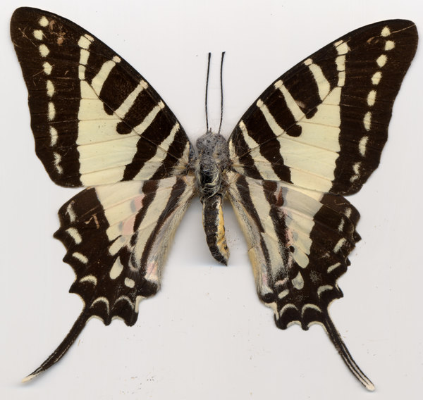 Texture JPEG butterfly insect wing