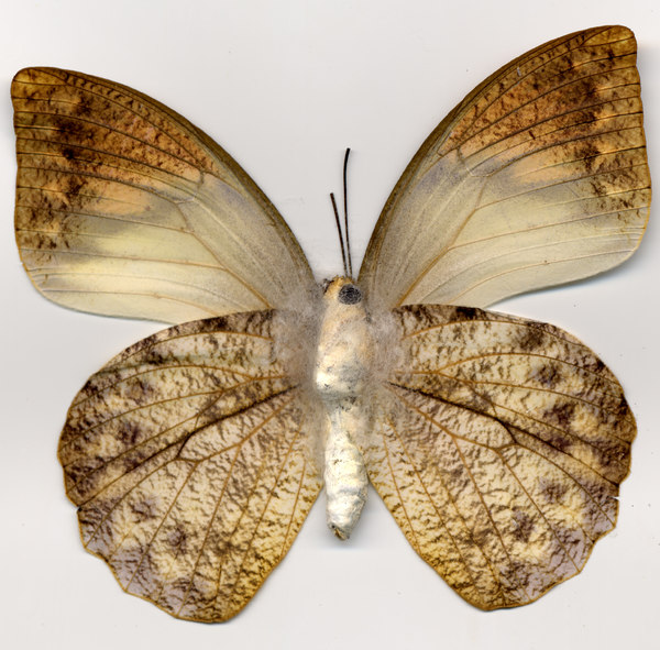 Texture JPEG butterfly insect wing