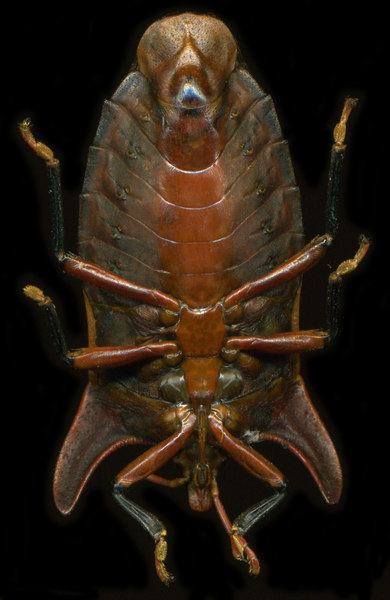 Texture JPEG bug crawling insect