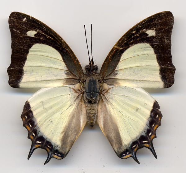 Texture JPEG butterfly insect wing