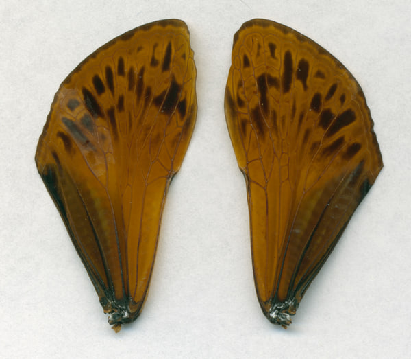 Texture JPEG butterfly insect wing