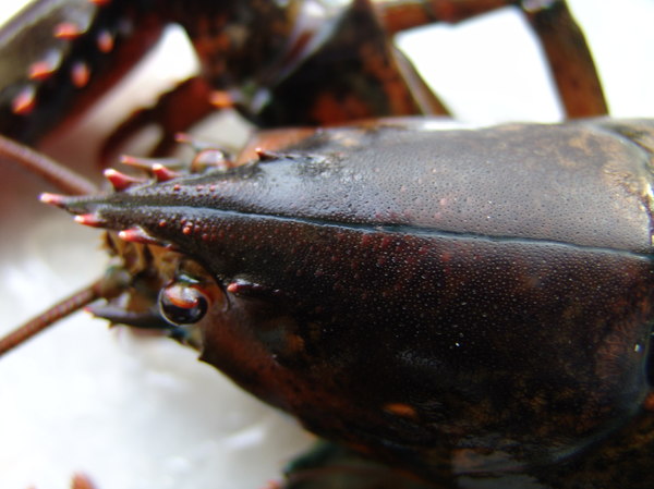 Texture JPEG anthropod creature crustacean