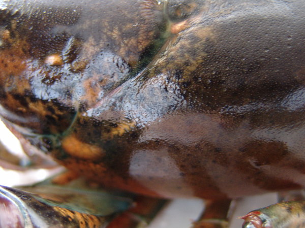 Texture JPEG anthropod creature crustacean