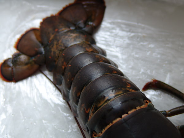 Texture JPEG anthropod creature crustacean