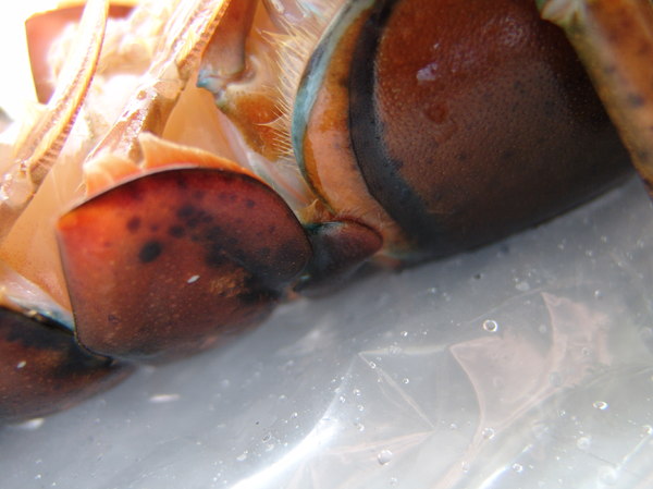 Texture JPEG anthropod creature crustacean