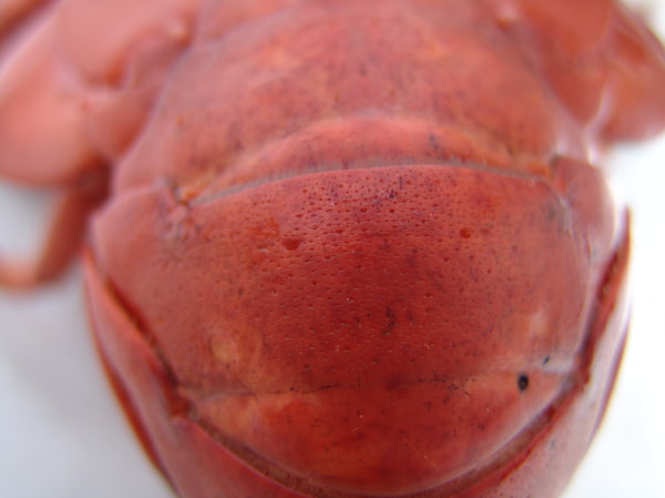 Texture JPEG anthropod creature crustacean