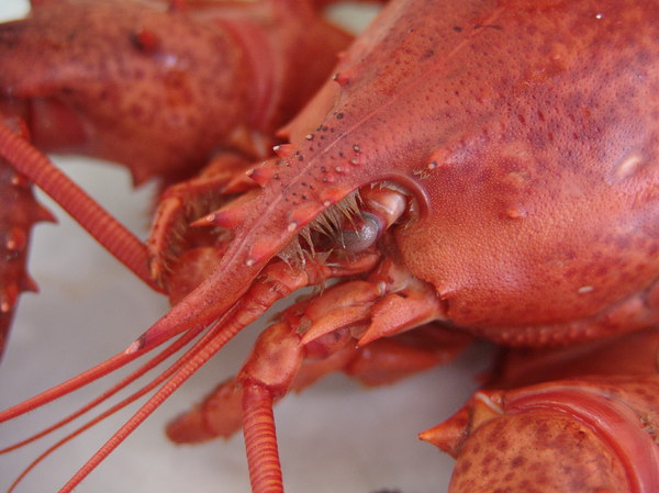 Texture JPEG anthropod creature crustacean