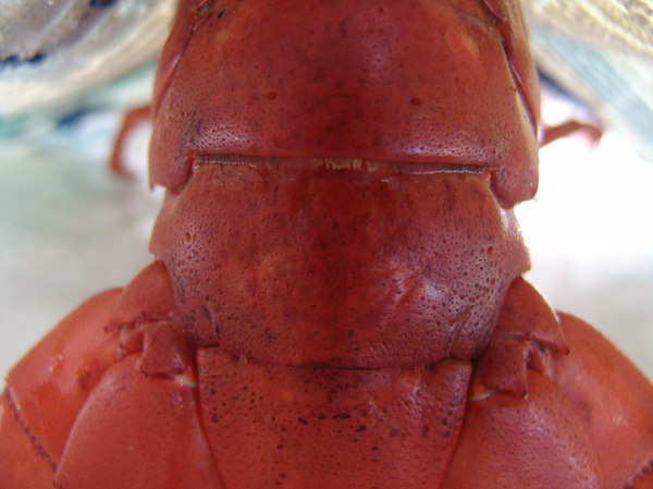 Texture JPEG anthropod creature crustacean