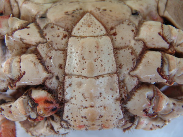 Texture JPEG anthropod creature crustacean