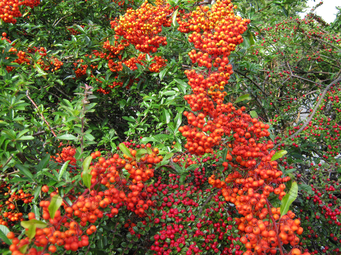 Stock JPEG berries red orange