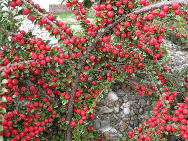 Stock JPEG berries red orange