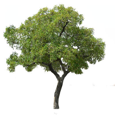 Texture PNG shea tree Vitellaria