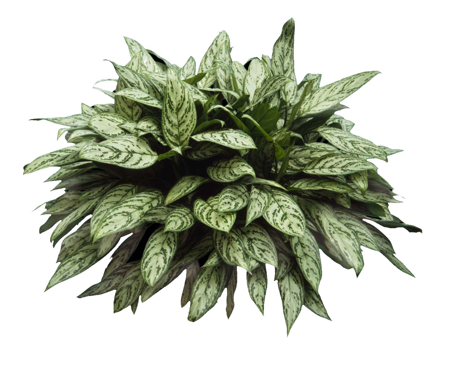 Texture Photoshop shrubs 2
