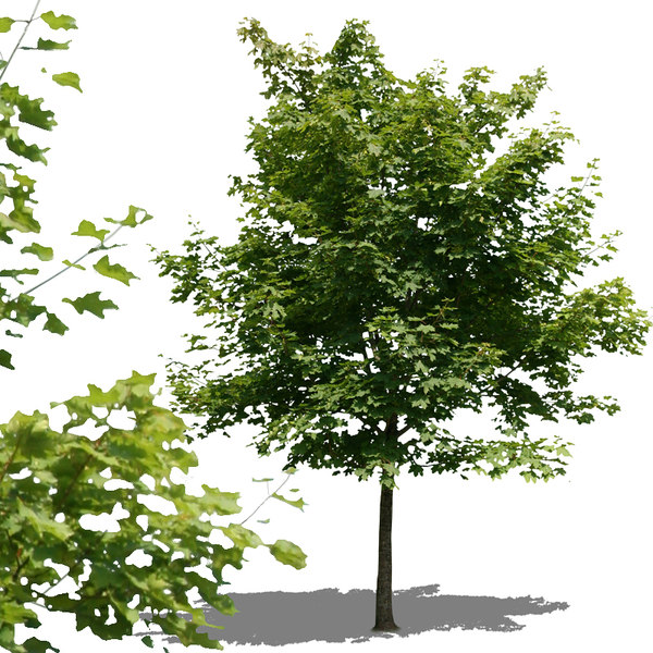 Texture JPEG tree plant deciduous