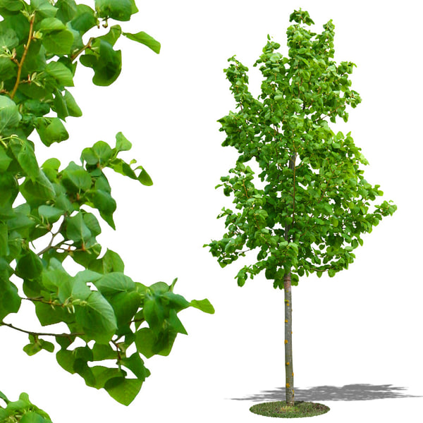 Texture Photoshop tree green plant