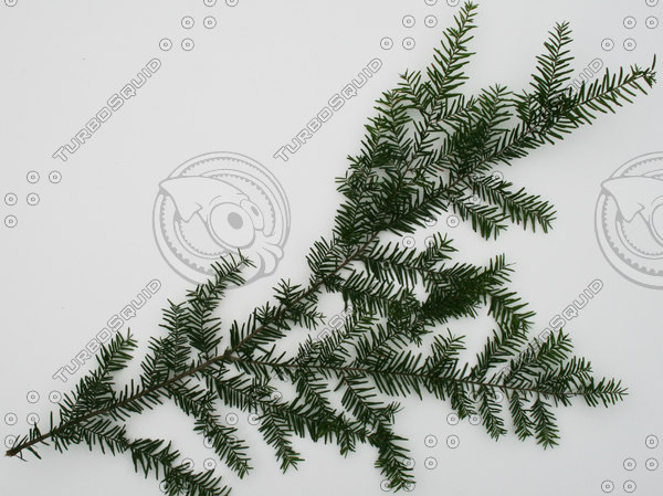 Texture JPEG hemlock tree branch
