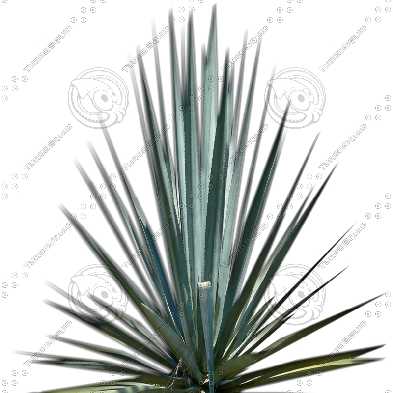 Texture PNG agave agaves plant