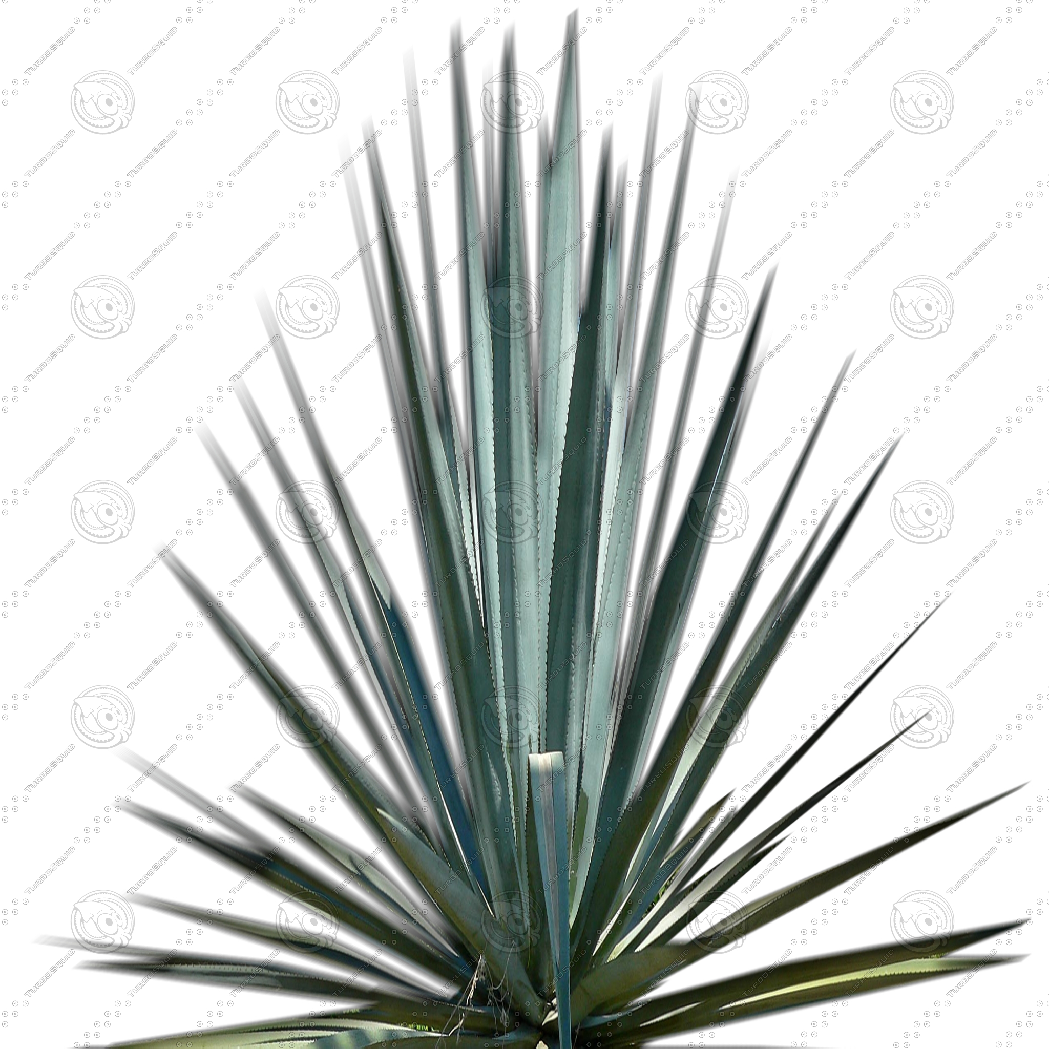 Texture PNG agave agaves plant