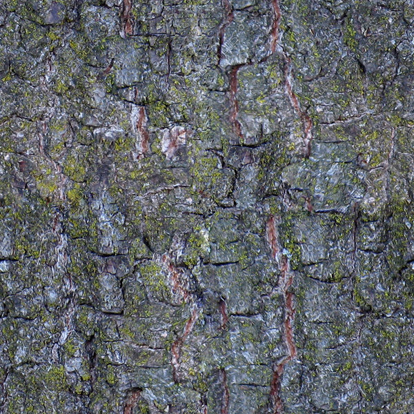 Texture JPEG Bark Tree Nature