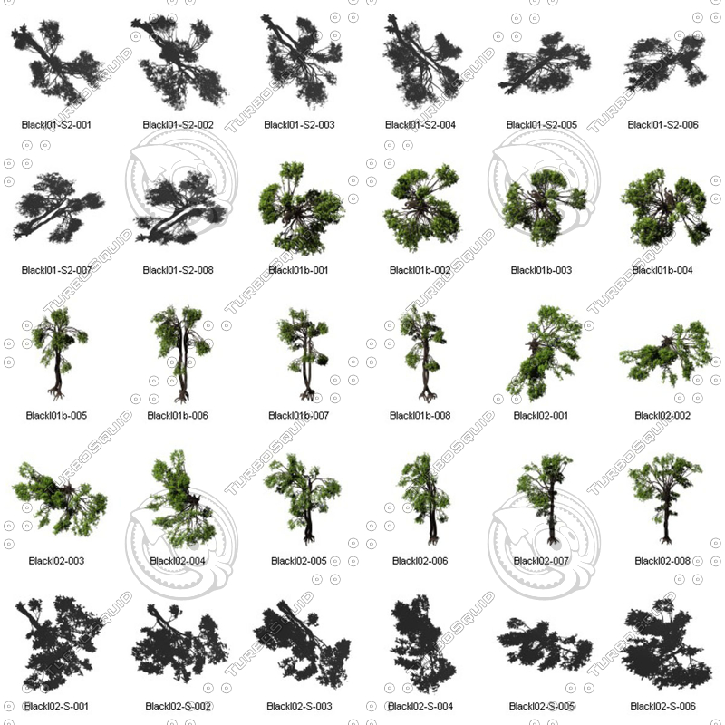 Texture TIFF Tree view birds