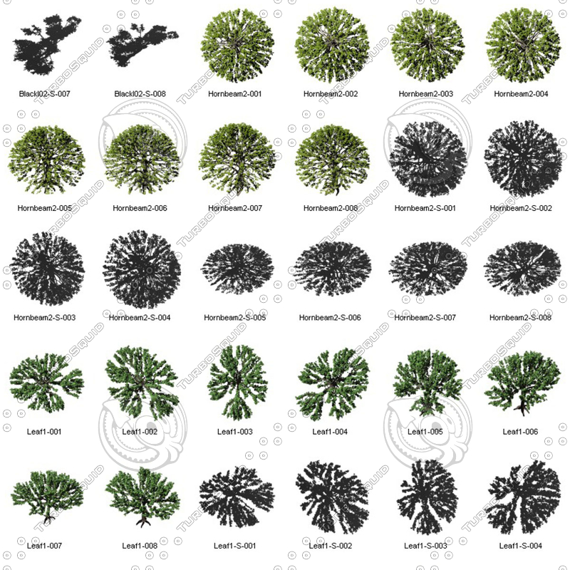 Texture TIFF Tree view birds