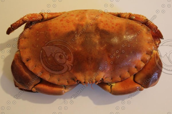 Stock crab textures detail