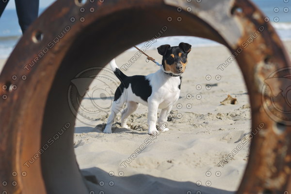 Stock JPEG pet dog pup