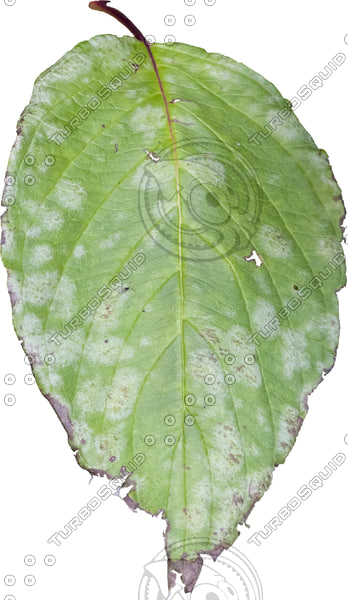 Texture JPEG leaf garden landscape