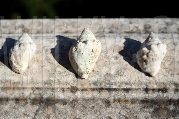 Stock JPEG winkle sea shell