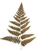 Texture PNG tree dead bare