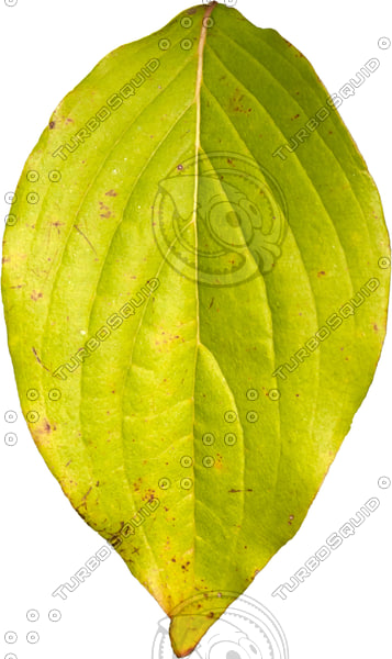 Texture JPEG leaf garden landscape