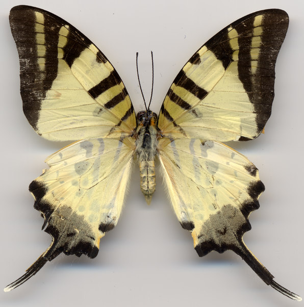 Texture JPEG butterfly insect wing