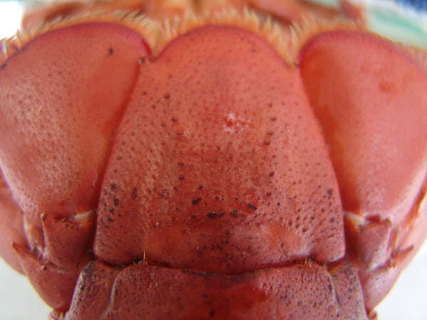 Texture JPEG anthropod creature crustacean