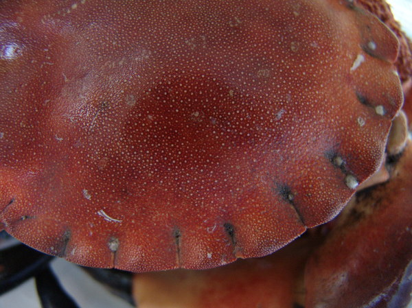 Texture JPEG anthropod creature crustacean