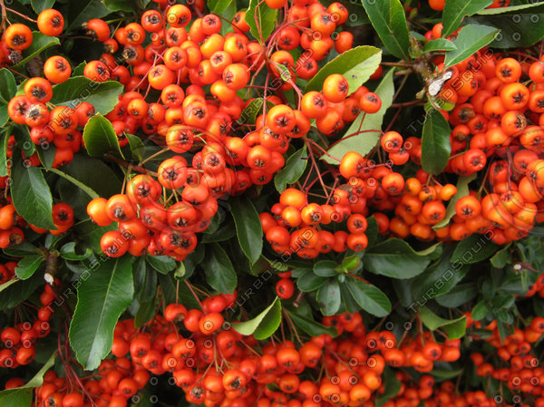 Stock JPEG berries red orange