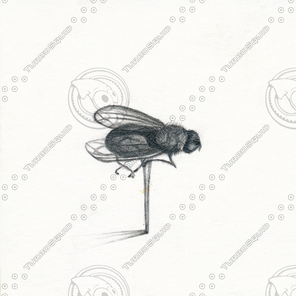 Stock JPEG fly draw drawing