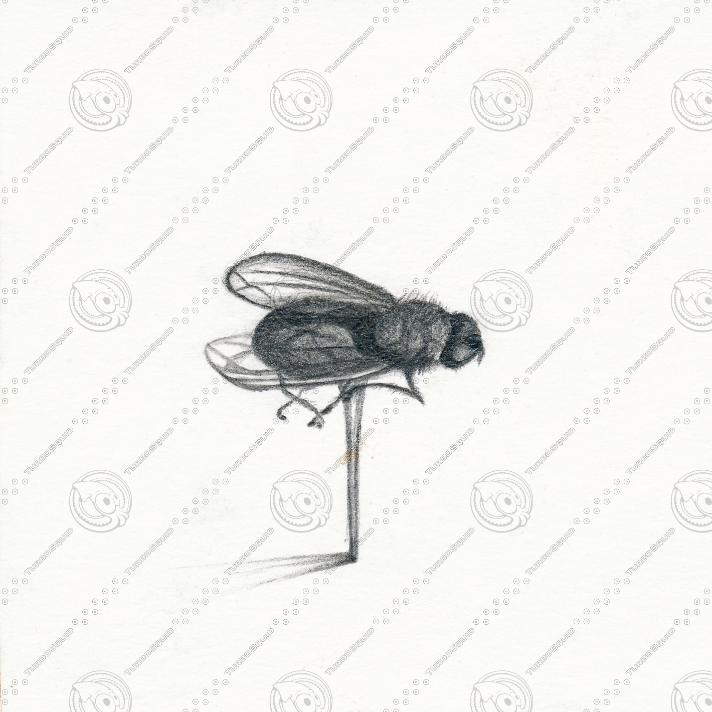 Stock JPEG fly draw drawing
