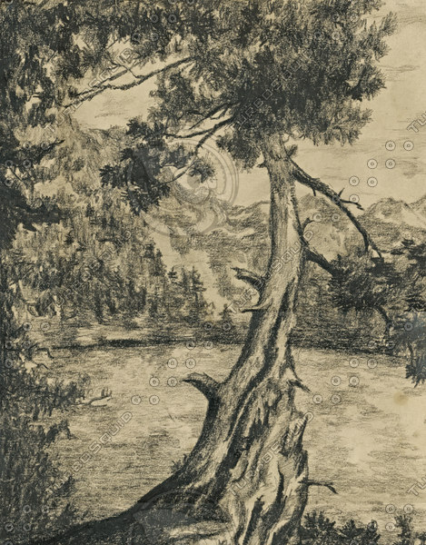 Stock JPEG pine draw drawing