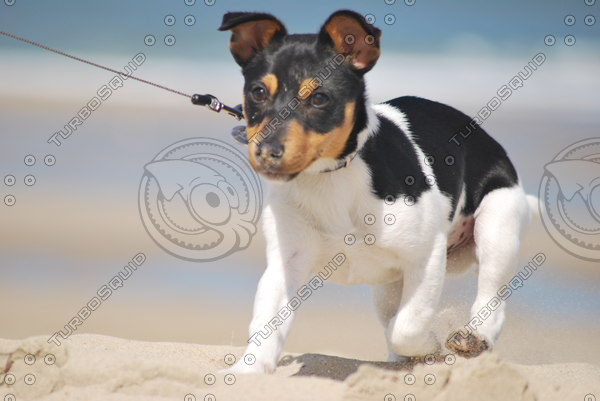 Stock JPEG pet dog pup