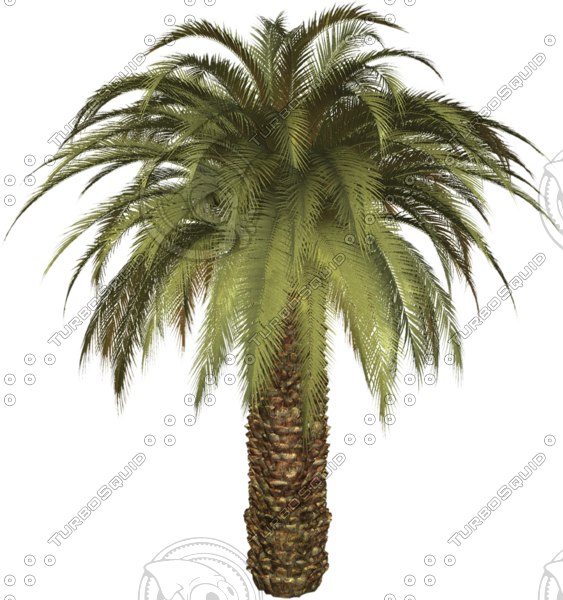 Texture PNG Palm tree trees