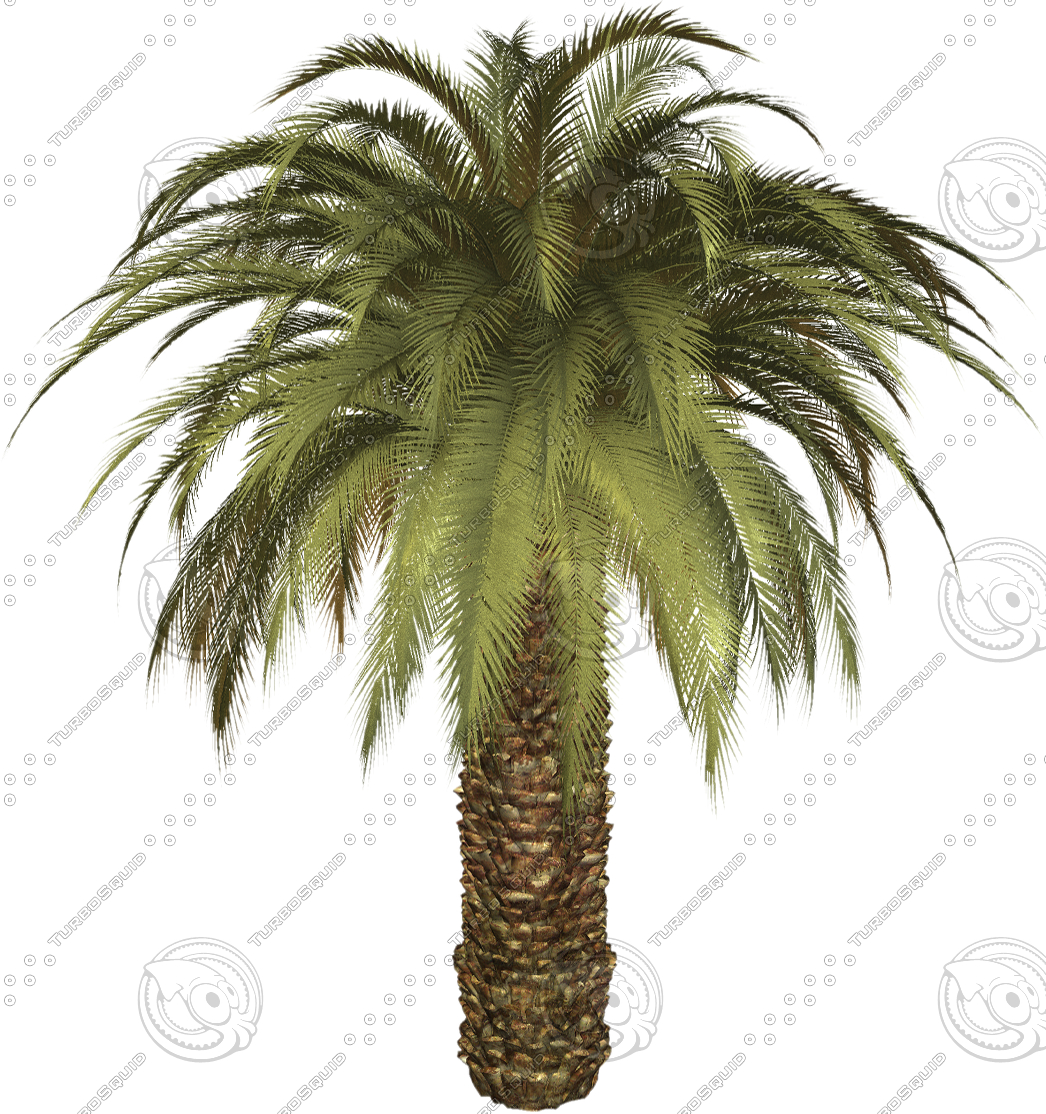 Texture PNG Palm tree trees